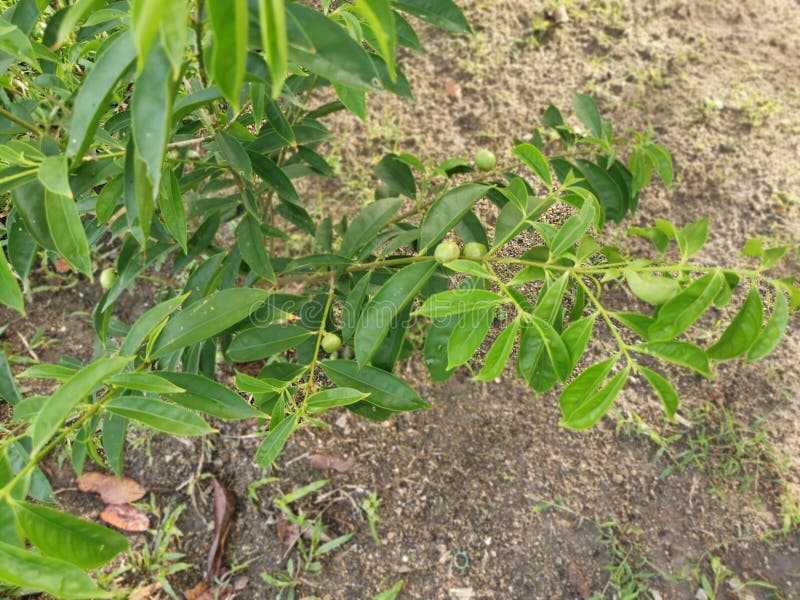 Young Phaleria Macrocarpa Growing Up from the Ground Stock Image ...
