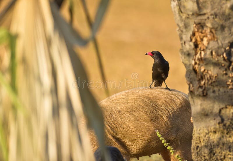 A Young Piapiac Taking a Ride Stock Image - Image of fauna, crows: 18053253