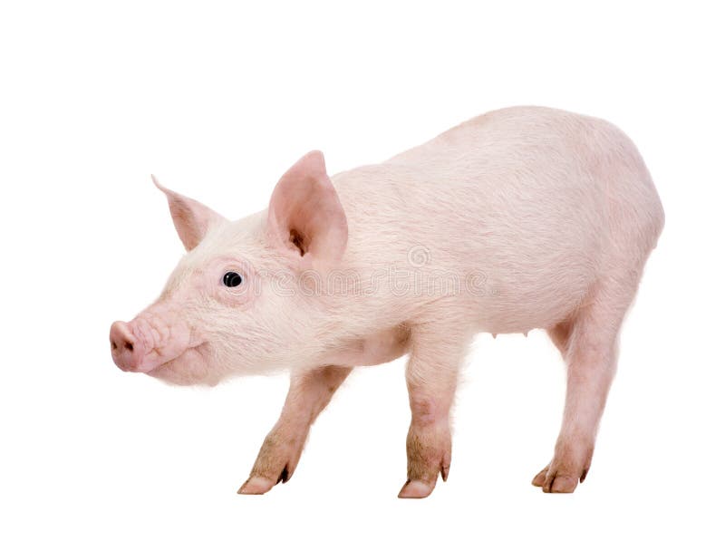 207,322 Pig Stock Photos - Free & Royalty-Free Stock Photos from Dreamstime