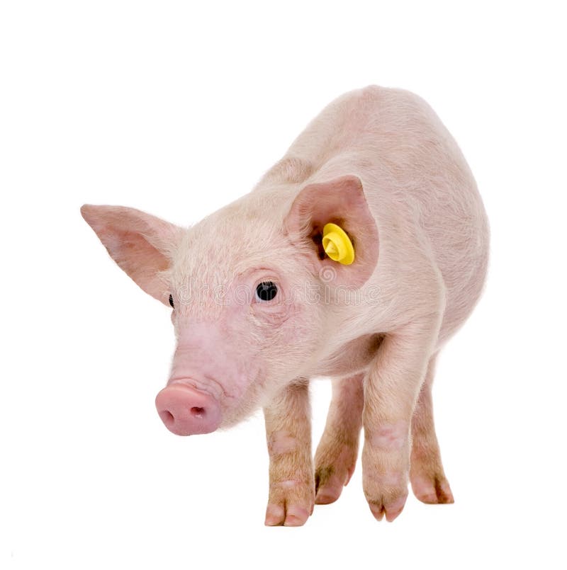 Pig Farm stock photo. Image of enclosure, farm, barn, cage - 3940610