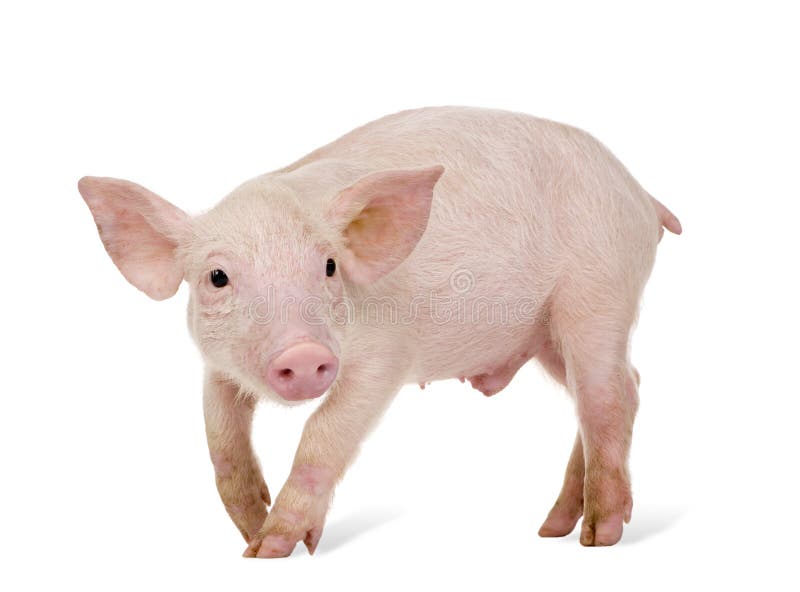 Pig. stock image. Image of closeup, close, boar, great - 14479191
