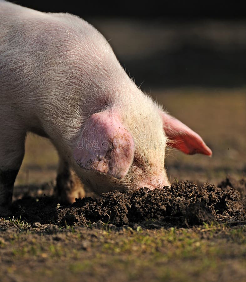 Young pig stock photo. Image of meat, green, closeup - 24932588