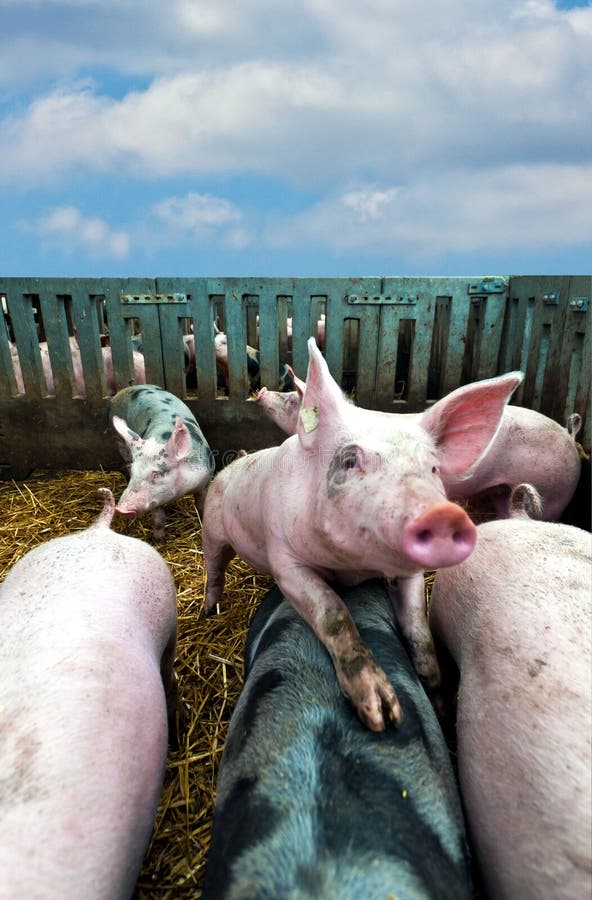 Cute young pig stock image. Image of mammal, small, farm - 3942591