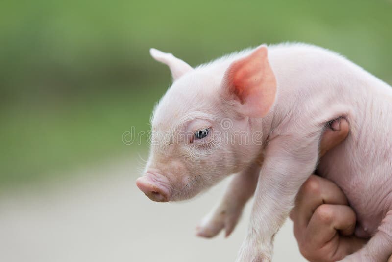 Hand holding piglet stock photo. Image of female, doctor - 110010968