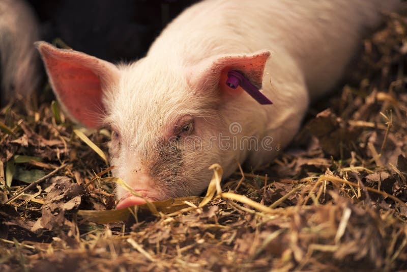Young Pig. stock image. Image of straw, paddock, fence - 45678303