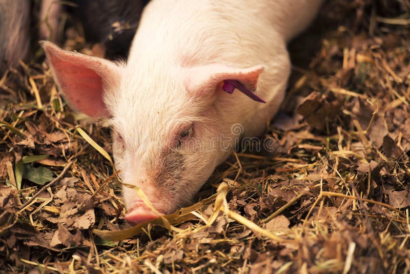 Young Pig. stock photo. Image of straw, piglet, places - 45678360