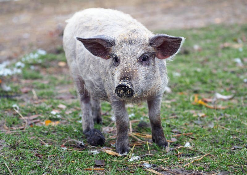Young pig after feeding stock photo. Image of animal - 81331618