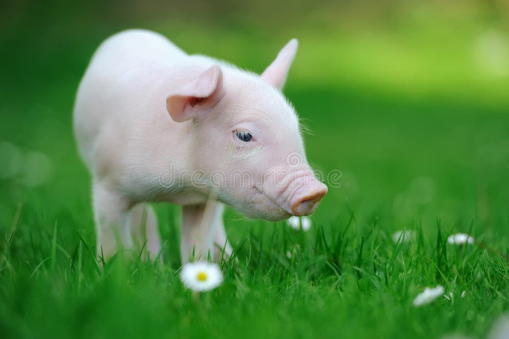 Young pig on grass stock image. Image of animal, mammal - 68283233