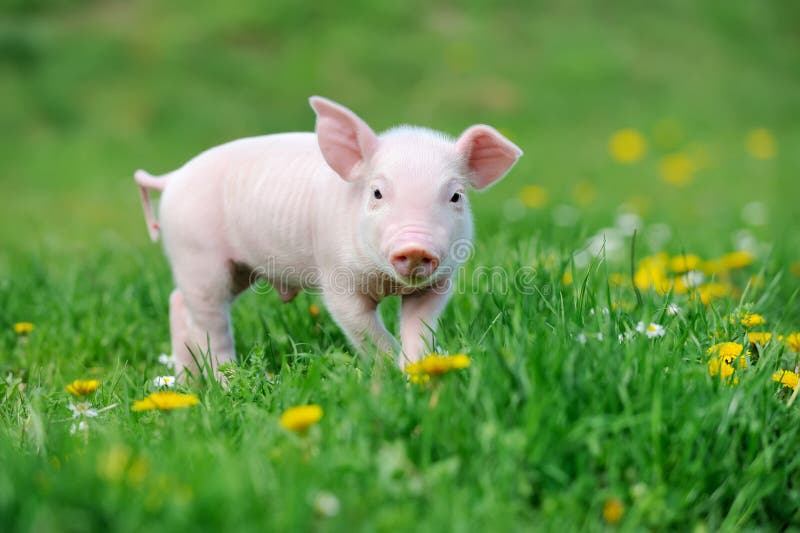 Young pig on grass stock photo. Image of life, little - 71137374