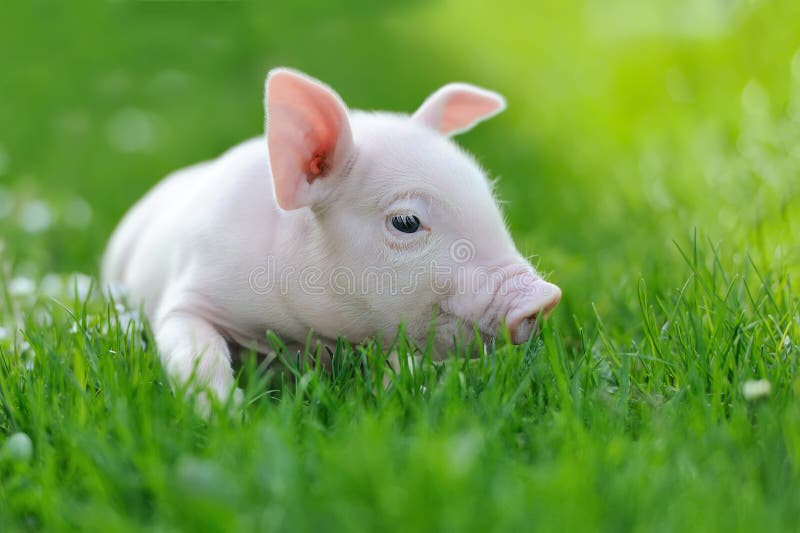 Young pig on grass stock image. Image of agricultural - 88317365