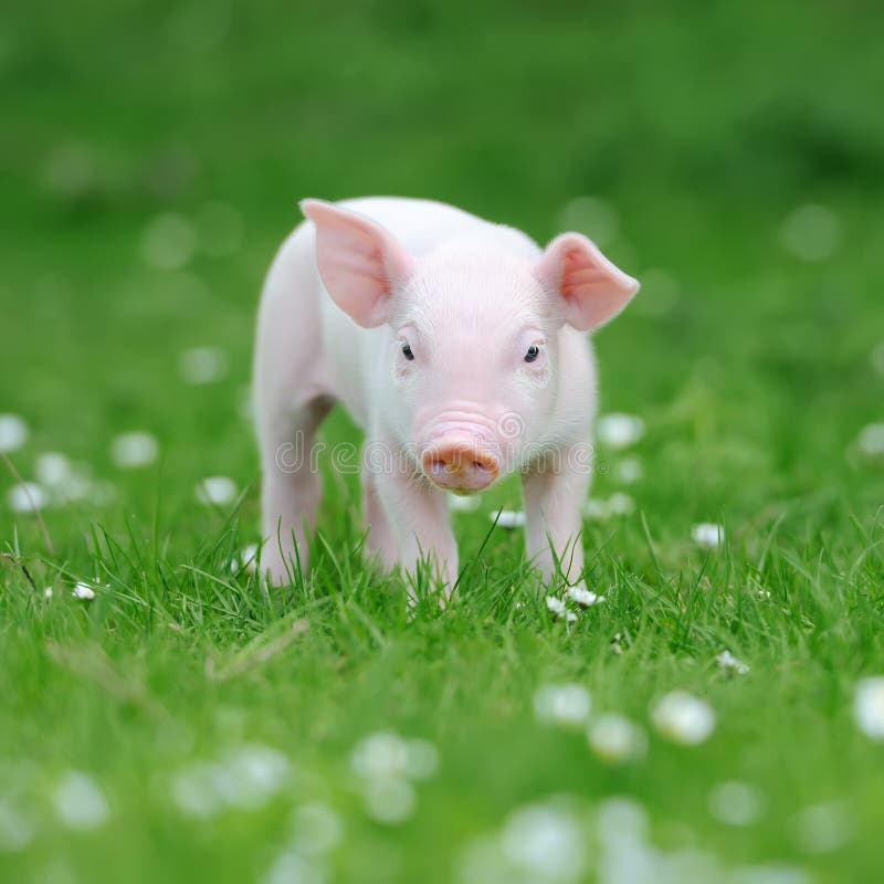 Young pig on grass stock photo. Image of dirty, baby - 88797846