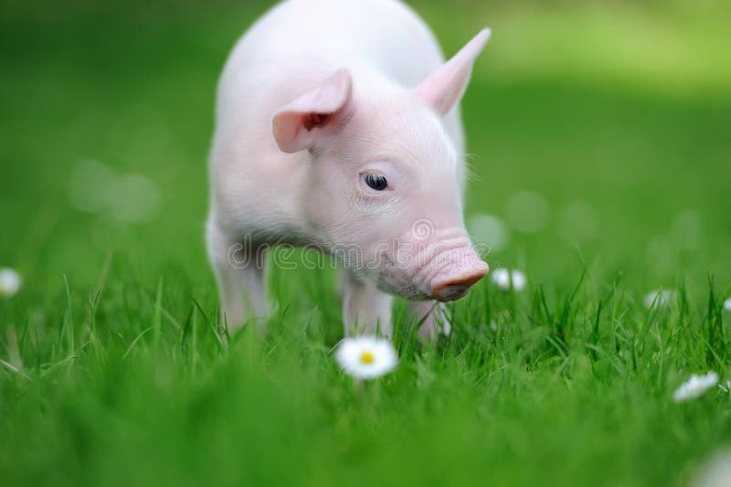 Young pig on grass stock image. Image of funny, field - 88797857