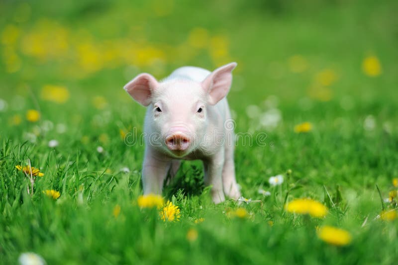 Young pig on grass stock photo. Image of life, little - 71137374
