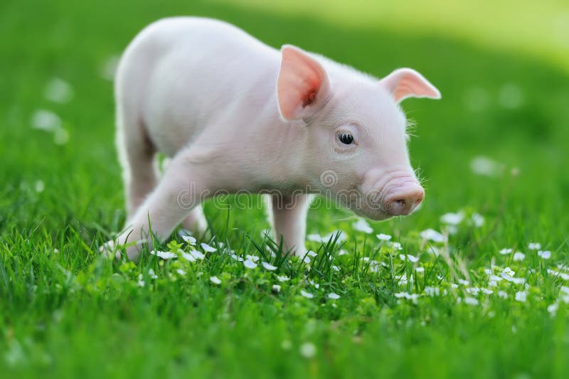 Young pig on grass stock photo. Image of food, piggy - 92063940