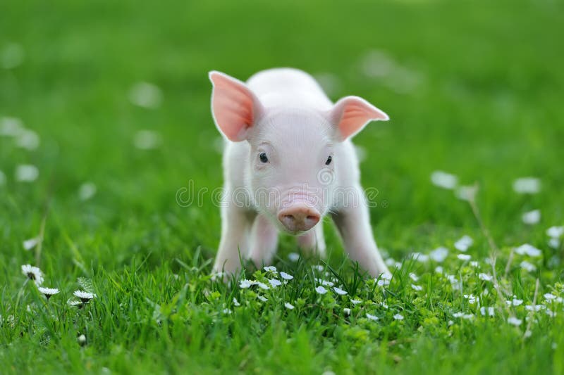 Young pig on grass stock photo. Image of cute, happy - 92064000