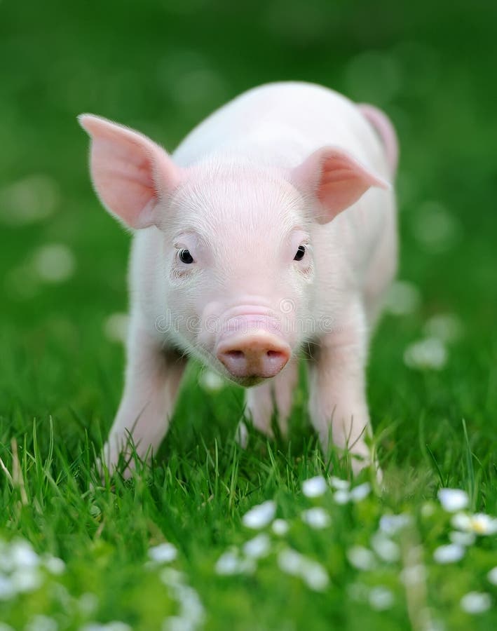 Young pig in grass stock photo. Image of funny, boar - 41399520