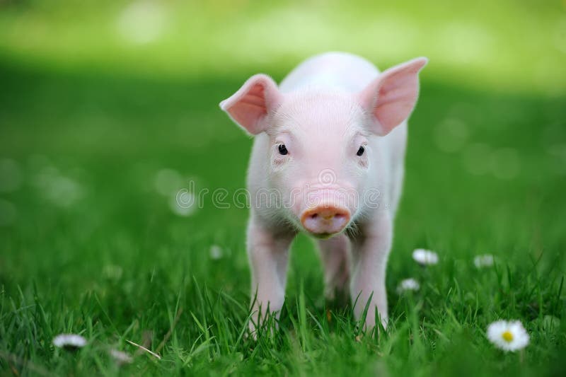 Young pig in grass stock image. Image of pink, agriculture - 41635355