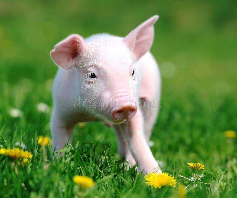 Young pig in grass stock photo. Image of boar, animal - 41823320