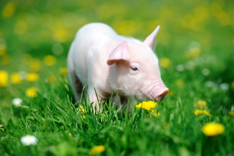 Young pig on grass stock photo. Image of boar, nature - 71137374