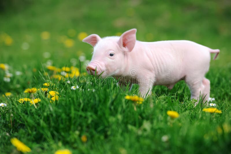 Young pig on grass stock photo. Image of life, little - 71137374