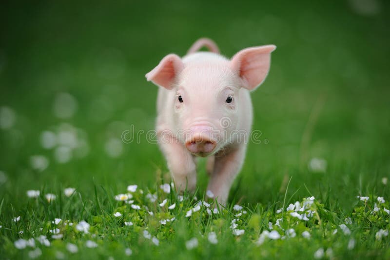 Young pig on a green grass stock photo. Image of nature - 40337238