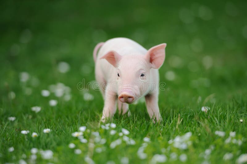 Young pig on a green grass stock image. Image of pink - 40337245