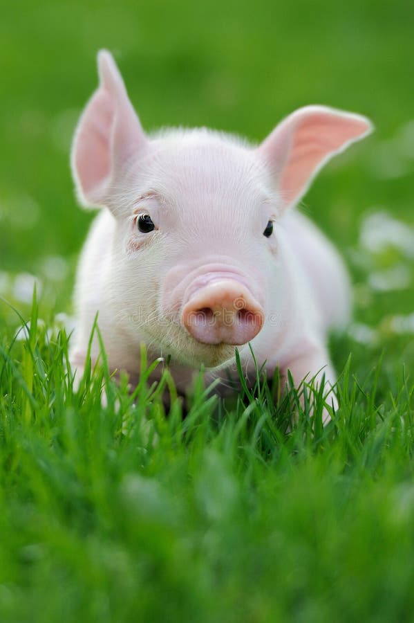 Young pig on a green grass stock image. Image of pink - 40337245