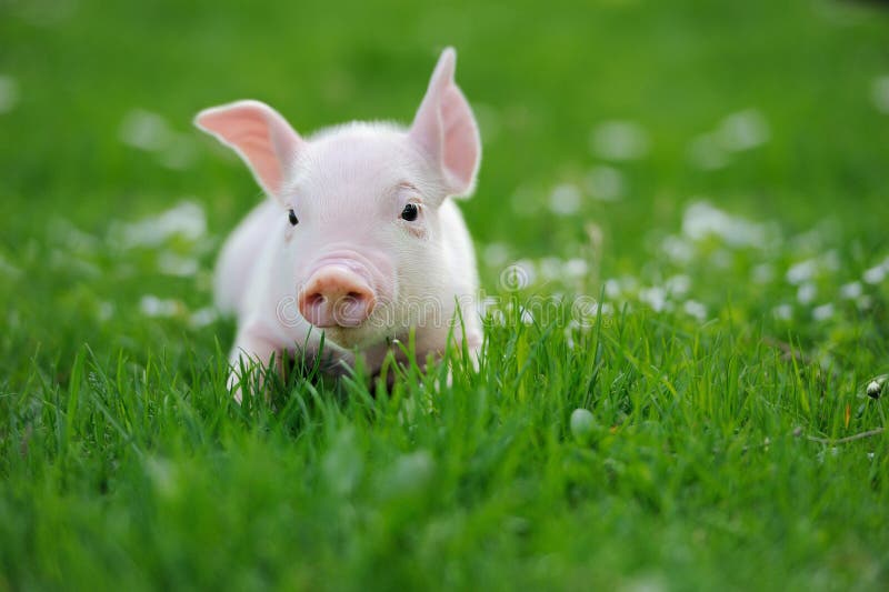 Young pig on a green grass stock image. Image of background - 40337251