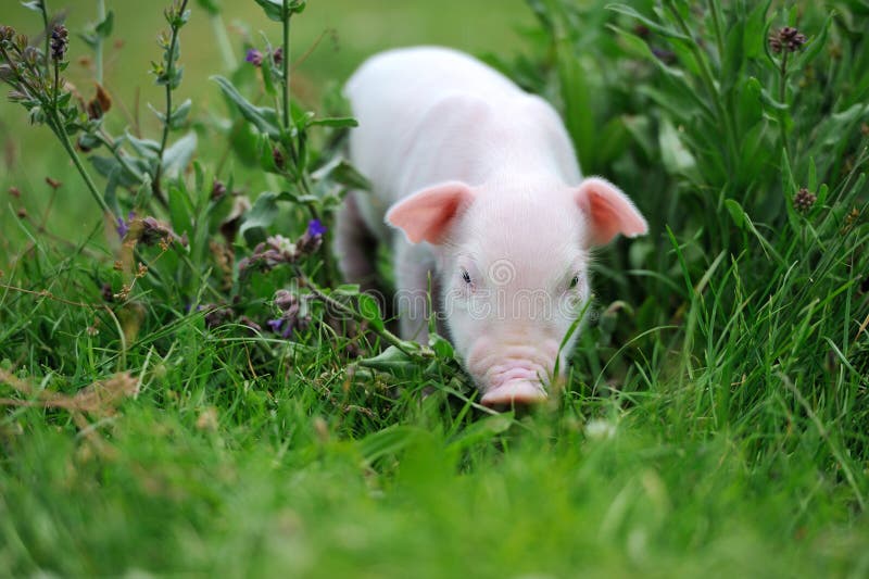 Young pig on a green grass stock photo. Image of food - 78178900