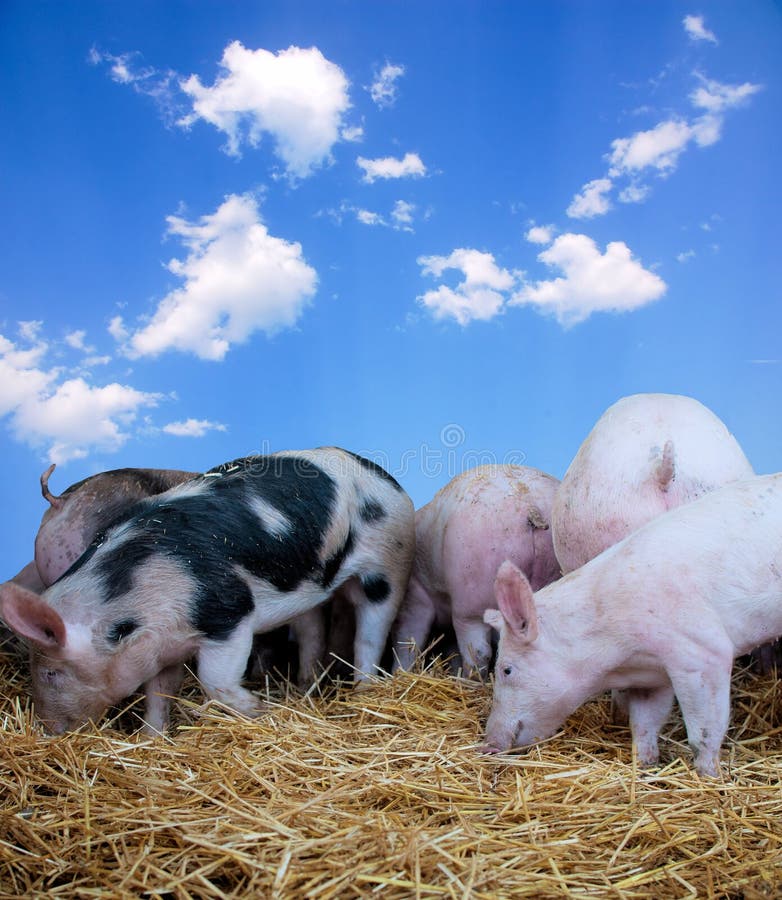 Cute young pig stock image. Image of mammal, small, farm - 3942591
