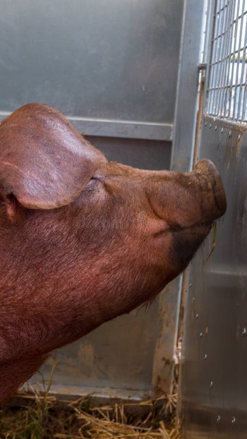 Young Pig on Hay and Straw at Pig Show Stock Image - Image of ...