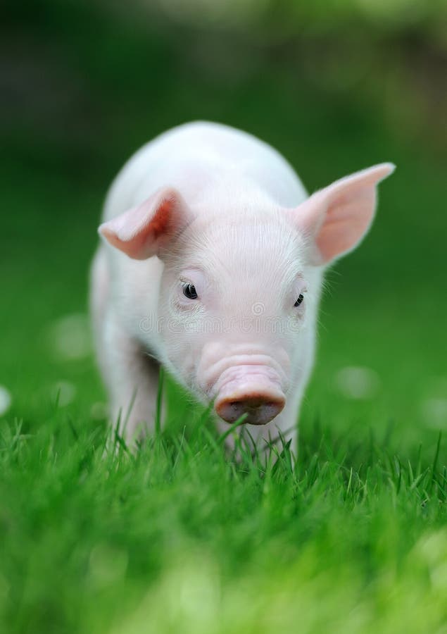 Young pig stock image. Image of curiosity, population - 46060263