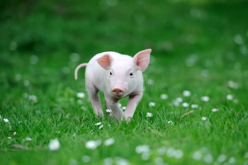Young pig stock photo. Image of animal, curiosity, domestic - 46060546