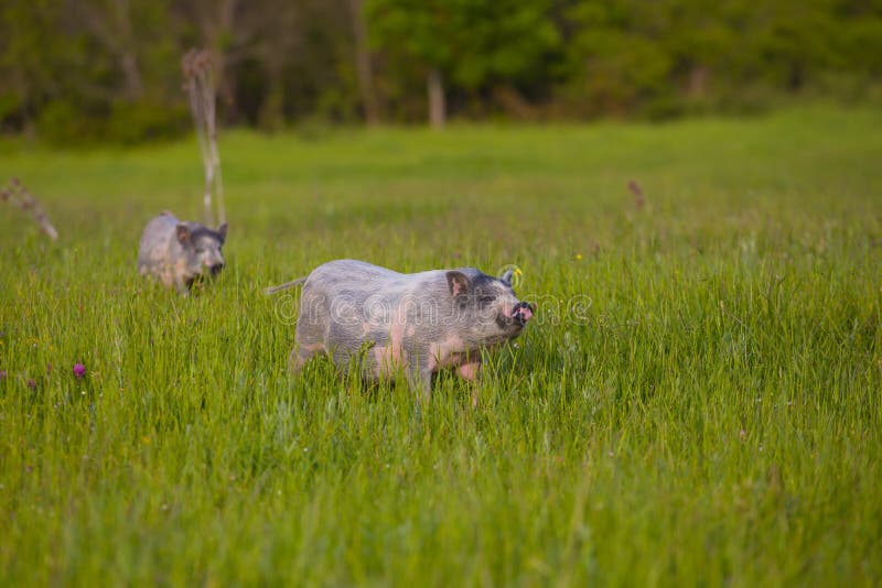 Young Pig on a Spring Green Grass Stock Image - Image of copy, nature ...