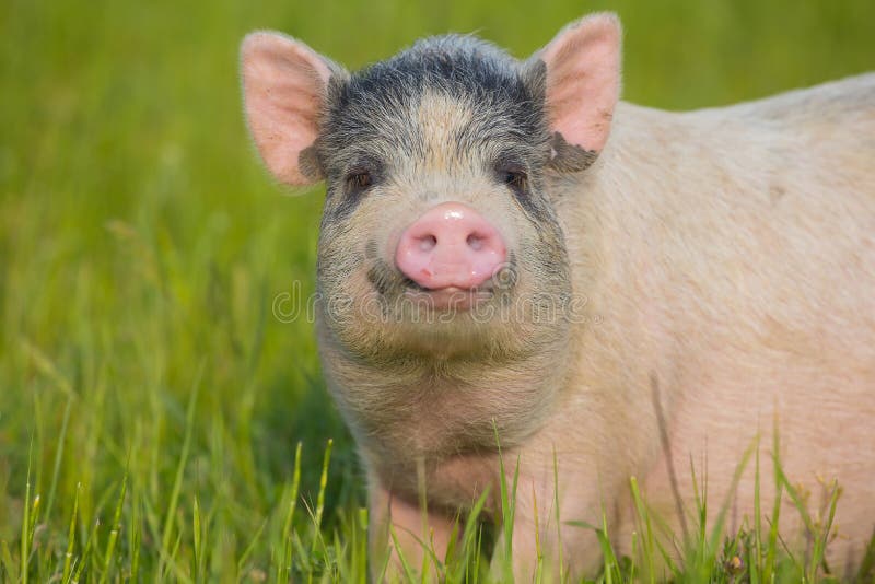 Young Pig on a Spring Green Grass Stock Photo - Image of grass, green ...