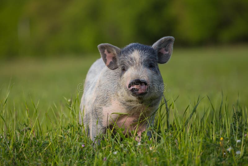 Young Pig on a Spring Green Grass Stock Image - Image of mammal, life ...