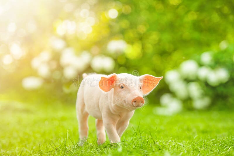 Young Pig is Walking on the Green Grass. Happy Piglet on the Meadow ...