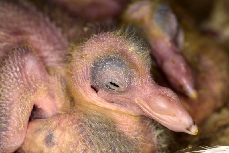 Young Pigeon stock image. Image of plane, nestling, nature - 56034219