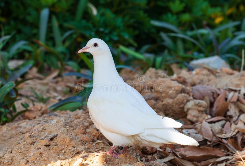 Pigeon taking a rest stock photo. Image of dove, flying - 85311238