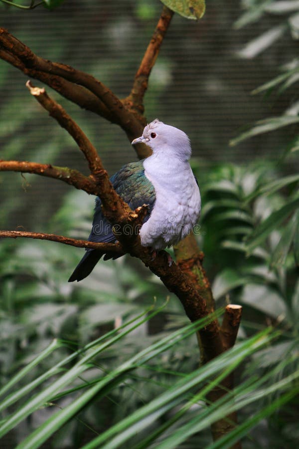 A Young Pigeon is Taking Rest on Tree Stock Image - Image of outdoors ...