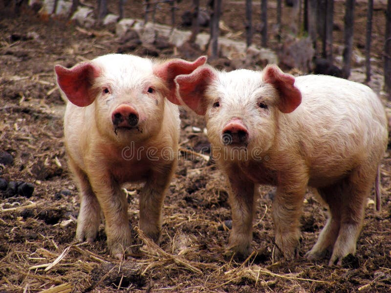 Cute Piglet Close Up stock photo. Image of cute, outdoor - 9427724