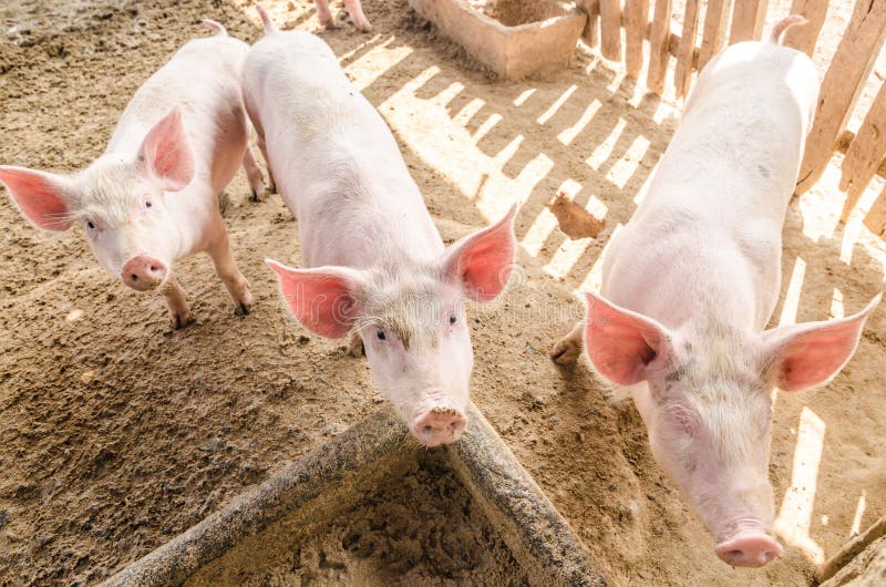 Three pigs stock image. Image of wall, pigs, pink, pigpen - 8788075