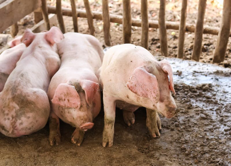 Young Pigs Lay in Wooden Cage Stock Photo - Image of group, piglet ...