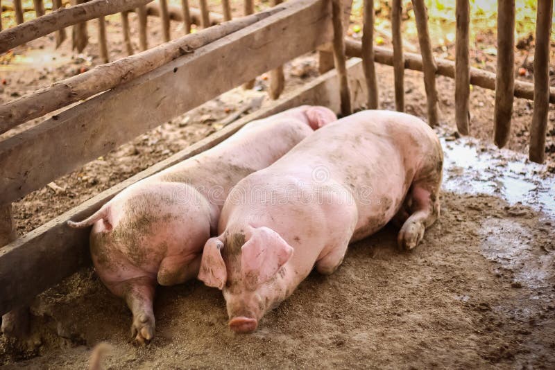 Young Pigs Lay in Wooden Cage Stock Photo - Image of rearing ...