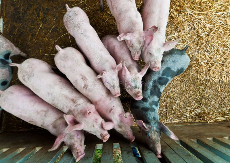 Cute young pig stock image. Image of mammal, small, farm - 3942591