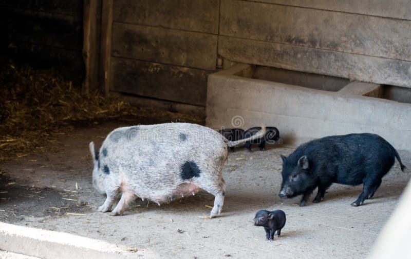 Young pigs and the parents stock image. Image of mammal - 102345563