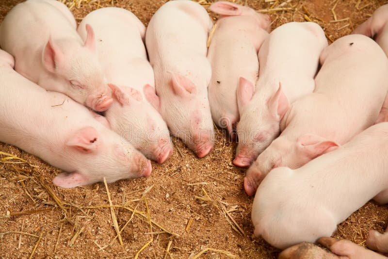 Young pigs stock image. Image of baby, birth, meal, food - 84153925