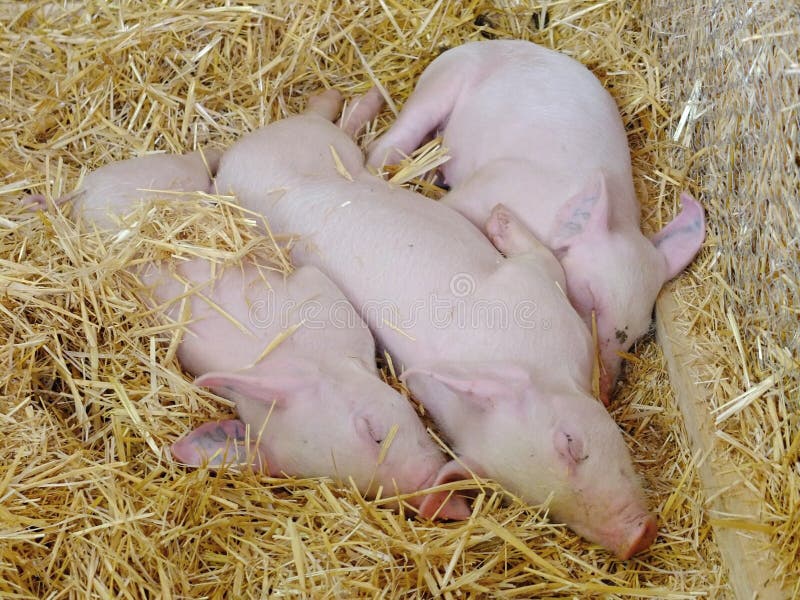 Young Pigs Sleeping on Straw in Pigsty. Stock Photo - Image of pork ...