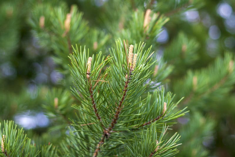 New Shoots on Pine Tree Branches in Spring, Close-up. Stock Image ...