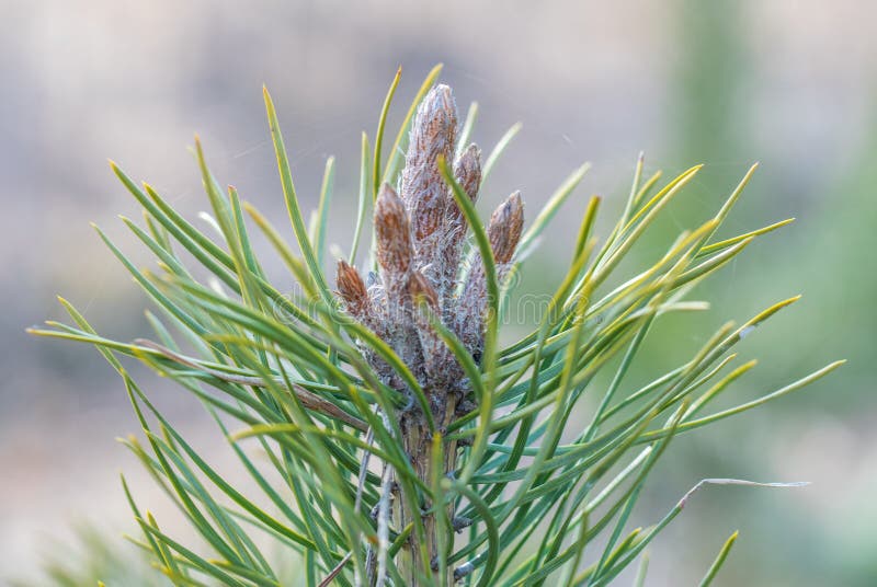 Young Pine Buds in Early Spring Close Up Stock Photo - Image of tree ...